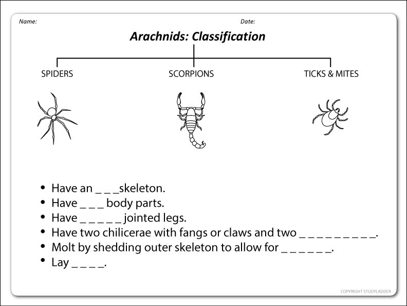 Arachnids Classification Worksheet - Studyladder Interactive Learning Games