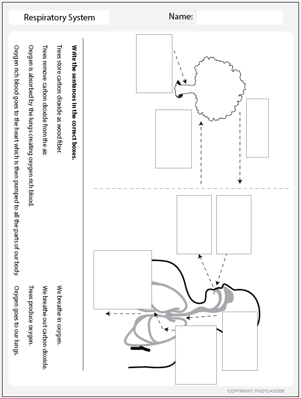 The respiratory system - Studyladder Interactive Learning Games