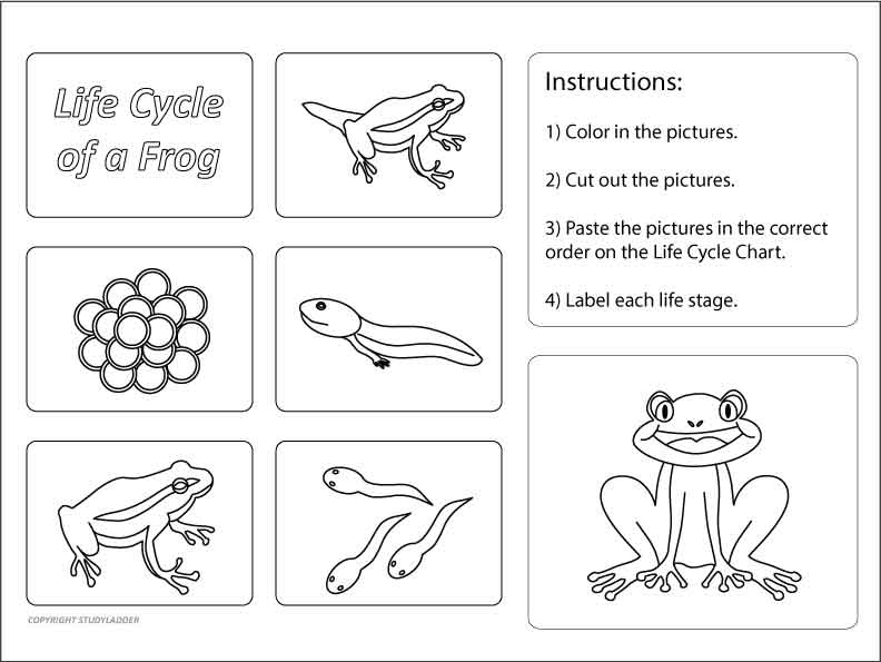Life Cycle Of A Frog Studyladder Interactive Learning Games life-cycle-of-a-frog-studyladder-interactive-learning-games